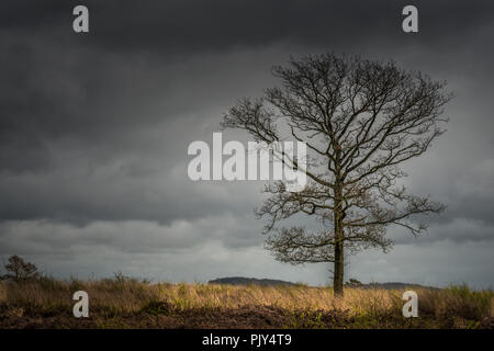 Brooding Landscape with spindly trees and stormy sky Stock Photo - Alamy