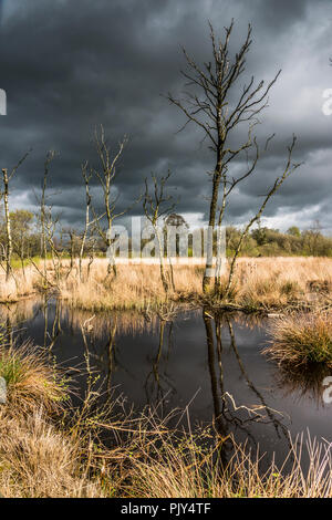 Brooding Landscape with spindly trees and stormy sky Stock Photo - Alamy