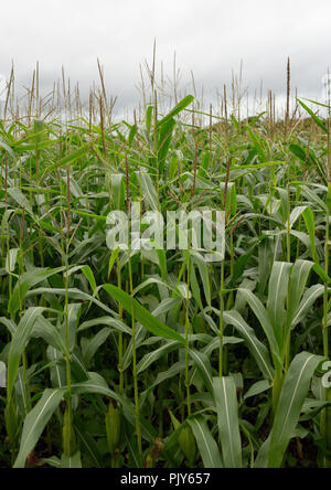 Agricultural Field in North West Tasmania Stock Photo - Alamy