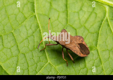 Dock Bug, Coreus marginatus, Monmouthshire, Wales, September. Family ...