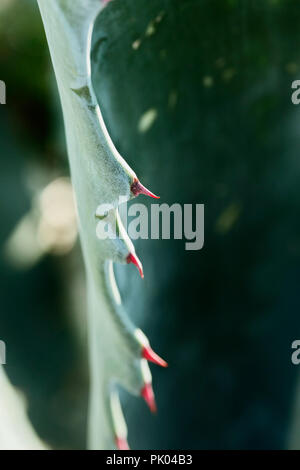 A delicate composition of abstract plant forms, intertwining with ...