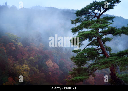 Pine niwaki. Niwaki trees in the landscape design of a Japanese garden ...