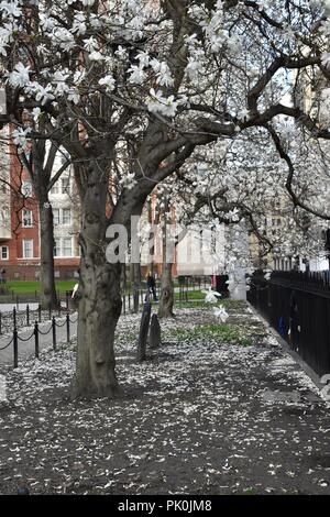 Springtime around Boston, Massachusetts, USA Stock Photo - Alamy