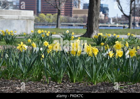 Springtime around Boston, Massachusetts, USA Stock Photo - Alamy