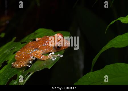 A Cinnamon Frog (Nyctixalus pictus) hunkered down in vegetation in ...