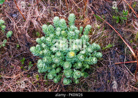 Roseroot (Sedum rosea, Rhodiola rosea) growing on a rocky ledge on the ...