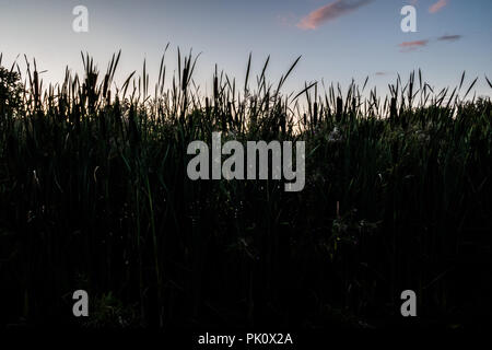 Silhouette of a Bullrush Stock Photo - Alamy