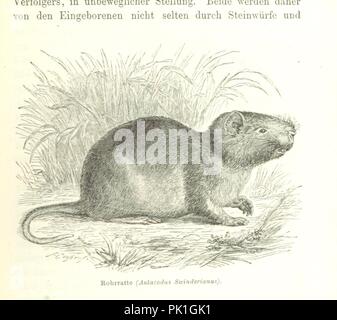 Image from page 505 of 'Afrika. Eine allgemeine Landeskunde, etc' Stock ...