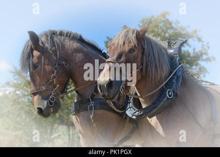 Portrait of two workhorses Stock Photo - Alamy