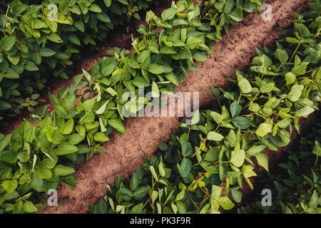 Soybean row spacing, top view. Row width is agricultural management ...