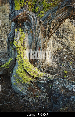 Juniper tree roots Stock Photo - Alamy
