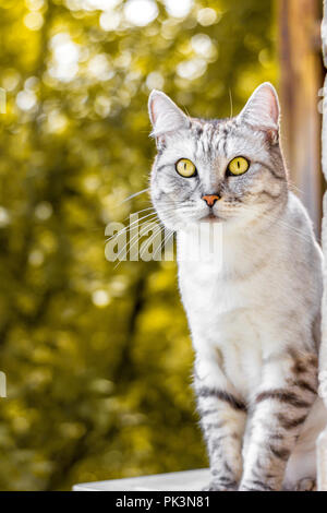Gray cat on autumn garden blurred background Stock Photo - Alamy