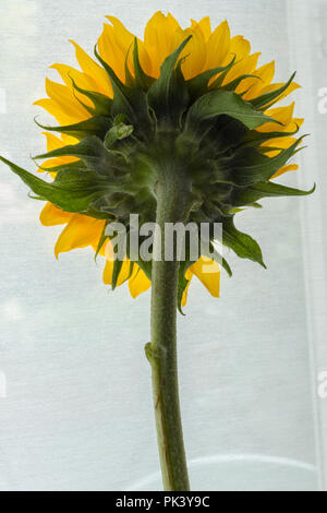 Sunflower from Behind Stock Photo - Alamy