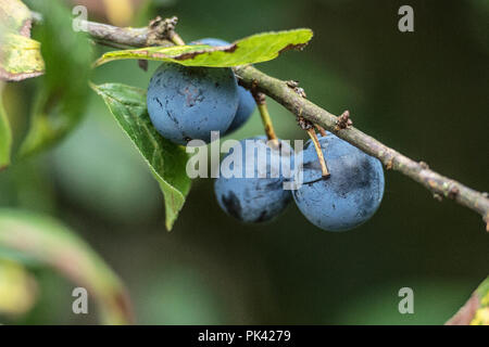 Wild Damsons, Prunus domestica insititia, almost ready for harvesting ...