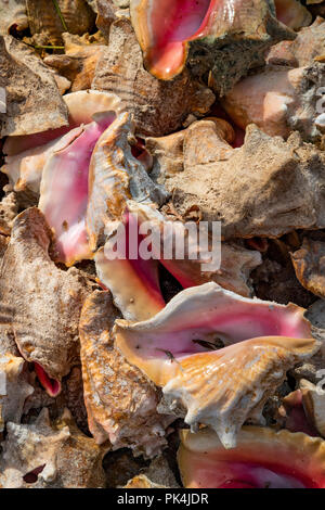 Large pile of conch shells in Grand Cay Abacos, Bahamas Stock Photo - Alamy