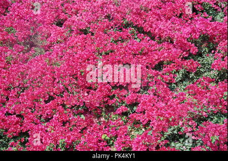 hedge of red flowers, beauty fence Stock Photo - Alamy