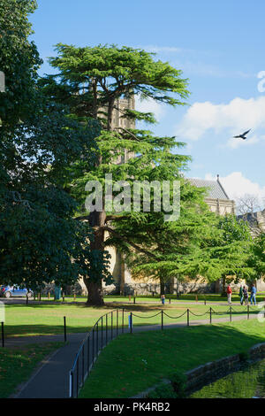 The great Cedar of Lebanon on the lawn at Addington Palace, with its ...