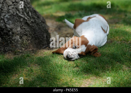 basset hound smelling lzrge oak Stock Photo - Alamy