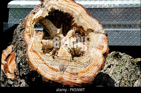 Termite damaged pine tree logs close-up Stock Photo - Alamy