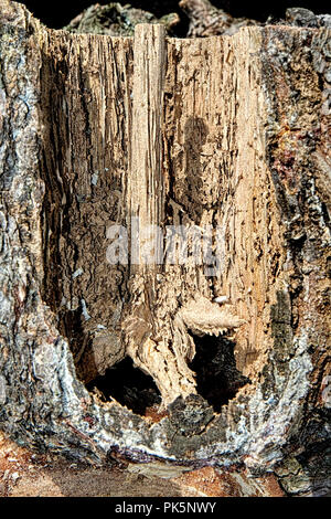 Termite damaged pine tree logs close-up Stock Photo - Alamy