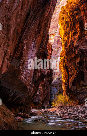 slot canyon in The Narrows, Zion National Park, Utah Stock Photo - Alamy