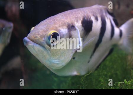 Beautiful and colorful Toxote fish in an aquarium Stock Photo - Alamy