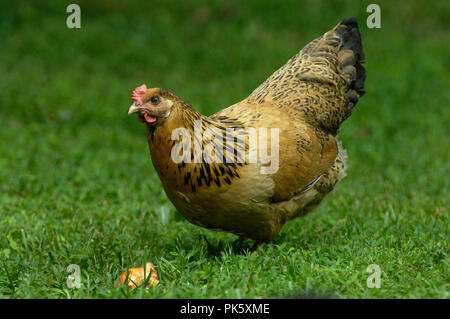 Araucana / Americana. This unusual breed gets it name from the Indian ...