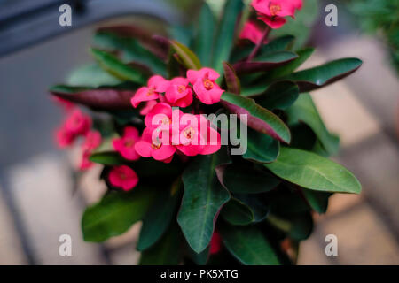 Close up of Red Christ Thorn Flower or Crown of thorns plant Stock ...