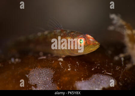 Goby near eggs. Picture was taken in Lembeh Strait, Indonesia Stock ...