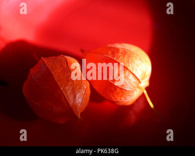 Photo macro beautiful bright physalis lit by the sun Stock Photo - Alamy