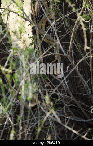 snake in savannah in namibia Stock Photo - Alamy