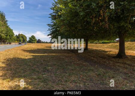 Avenue of trees on Minchinhampton Common Stock Photo - Alamy