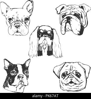 dog russian toy terrier hand drawn vector llustration realistic sketch ...