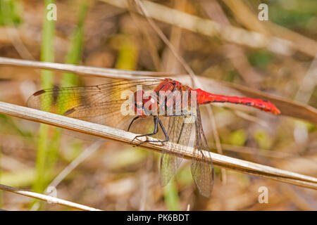 Ruddy Darter - male Sympetrum sanguineum Essex, UK IN001415 Stock Photo ...