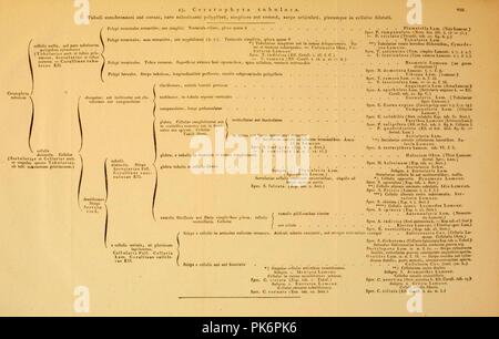 Beobachtungen auf naturhistorischen Reisen (Table XI Stock Photo - Alamy