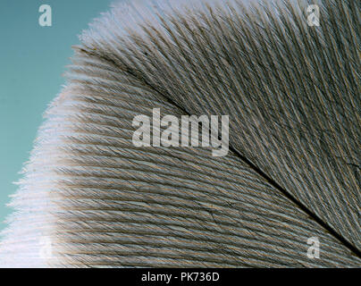 Buzzard secondary wing feather Stock Photo - Alamy