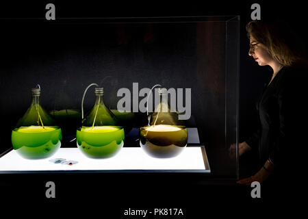 Jars of algae are harvested as a replacement for plastics (products on ...