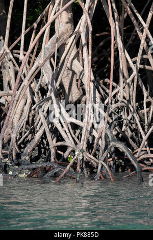 Root system of Red Mangrove (Rhizophora mucronata) exposed at low tide ...