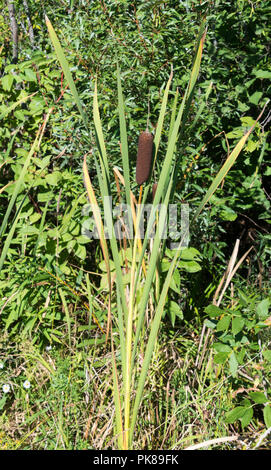 A Closeup of a Tall Bulrush Flower in a Reed Bed in Water at Old Moor ...