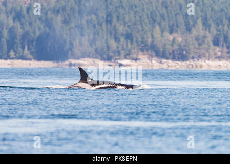Orca swimming in Campbell river bay Stock Photo - Alamy