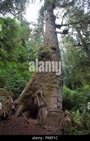 The giant spruce tree at Cape Perpetua in Oregon, USA Stock Photo - Alamy