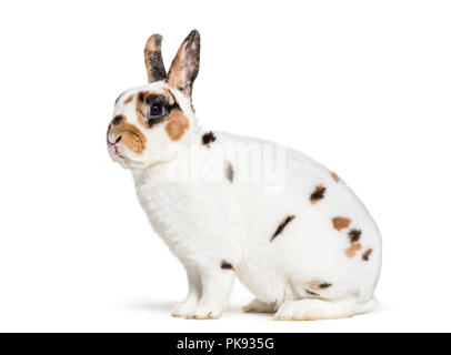 Rex Dalmatian Rabbit, sitting against white background Stock Photo - Alamy
