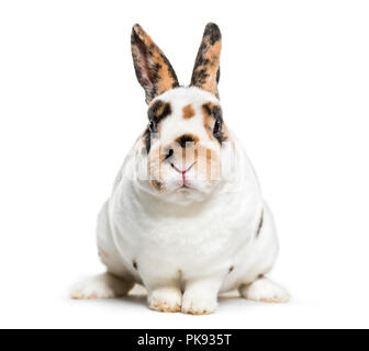 Rex Dalmatian Rabbit, sitting against white background Stock Photo - Alamy