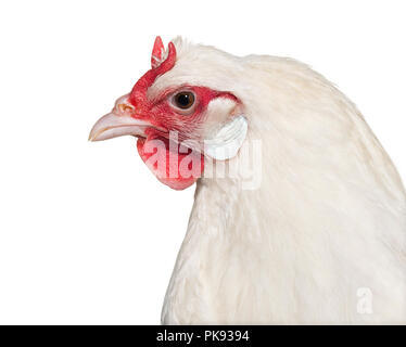 La Fleche chicken against white background Stock Photo - Alamy