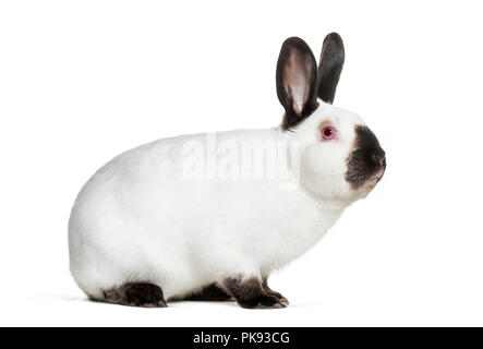 Russian rabbit sitting against white background Stock Photo - Alamy