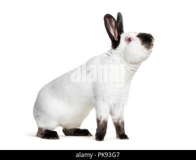 Russian rabbit sitting against white background Stock Photo - Alamy