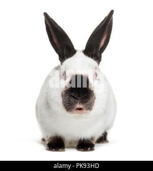 Russian rabbit sitting against white background Stock Photo - Alamy