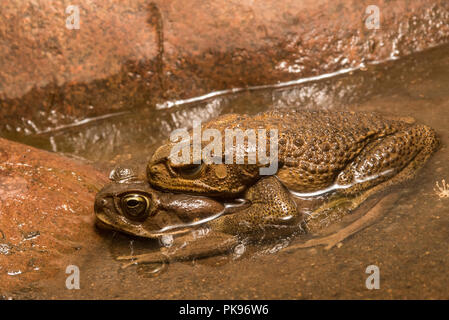 A pair of cane toads in amplexus, the male holds onto the female Stock ...