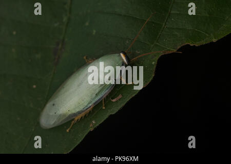 Most cockroaches live far from people, like this one that lives deep in ...