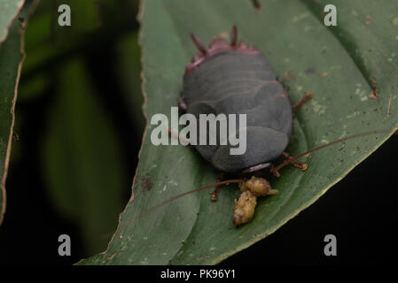 Most cockroaches live far from people, like this one that lives deep in ...